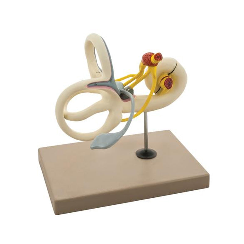 Modelo anatómico do labirinto do ouvido 16x – ABC Escolar